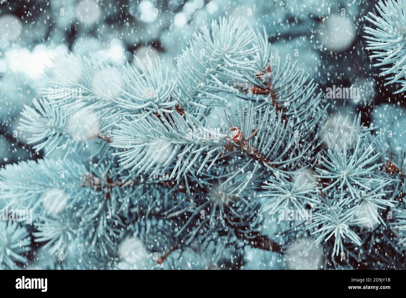 Snowy Pine Trees Background