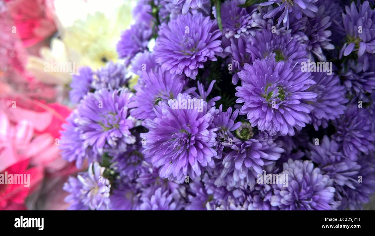 Shevanti plant hi-res stock photography and images - Alamy