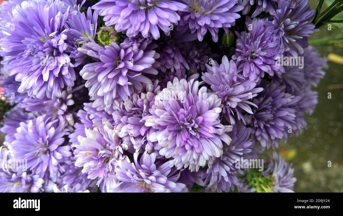 Single flowering chrysanthemums hi-res stock photography and images - Alamy