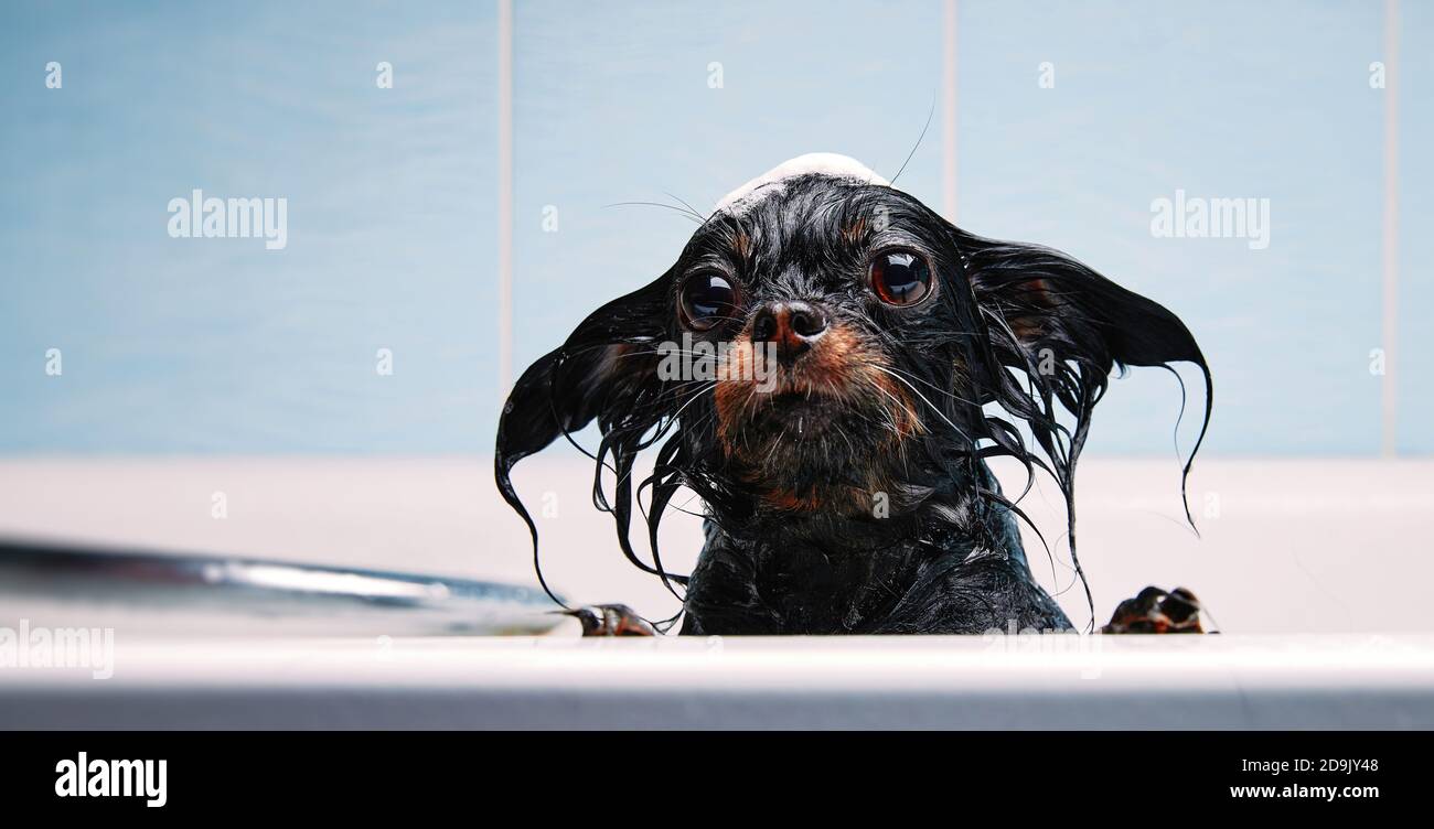 Funny little wet dog in bathroom. Dog takes a shower. Russian Long ...
