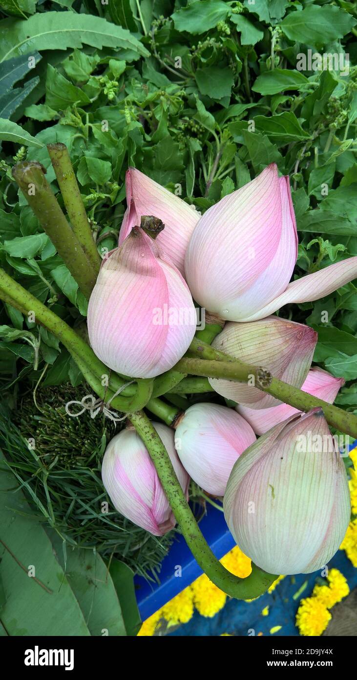 Scenic view of bunch of lotus flowers buds Stock Photo - Alamy
