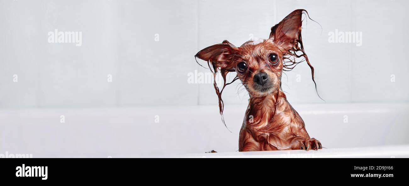 Funny little wet dog in bathroom. Dog takes a shower. Russian Long ...