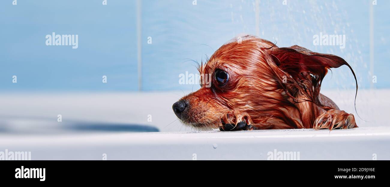 Funny little wet dog in bathroom. Dog takes a shower. Russian Long ...