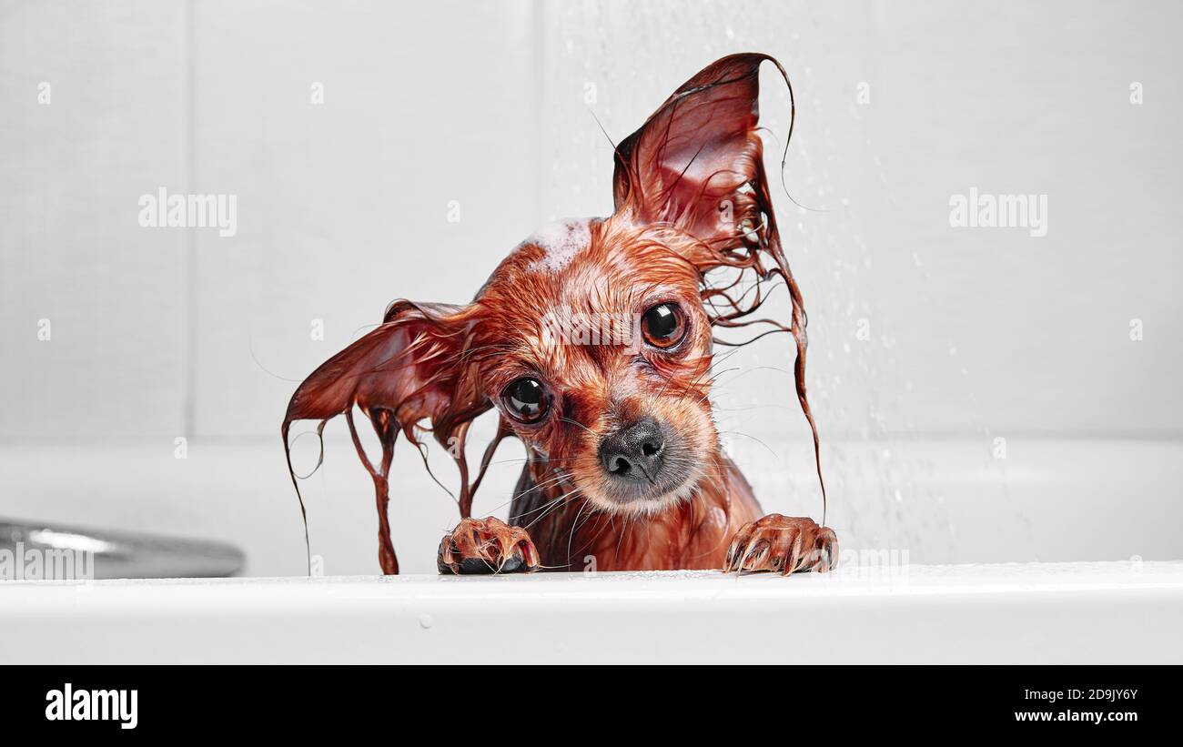 Funny little wet dog in bathroom. Dog takes a shower. Russian Long ...