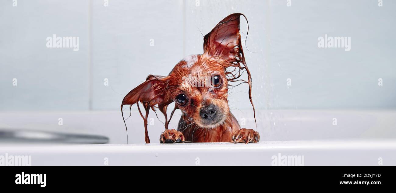 Funny little wet dog in bathroom. Dog takes a shower. Russian Long ...