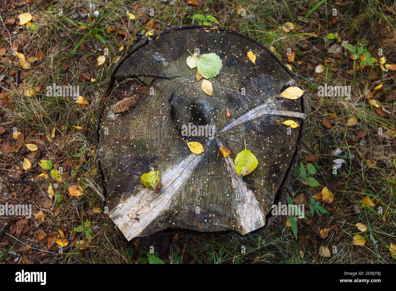 Tree stump cut down in the forest with leaves on it Stock Photo - Alamy