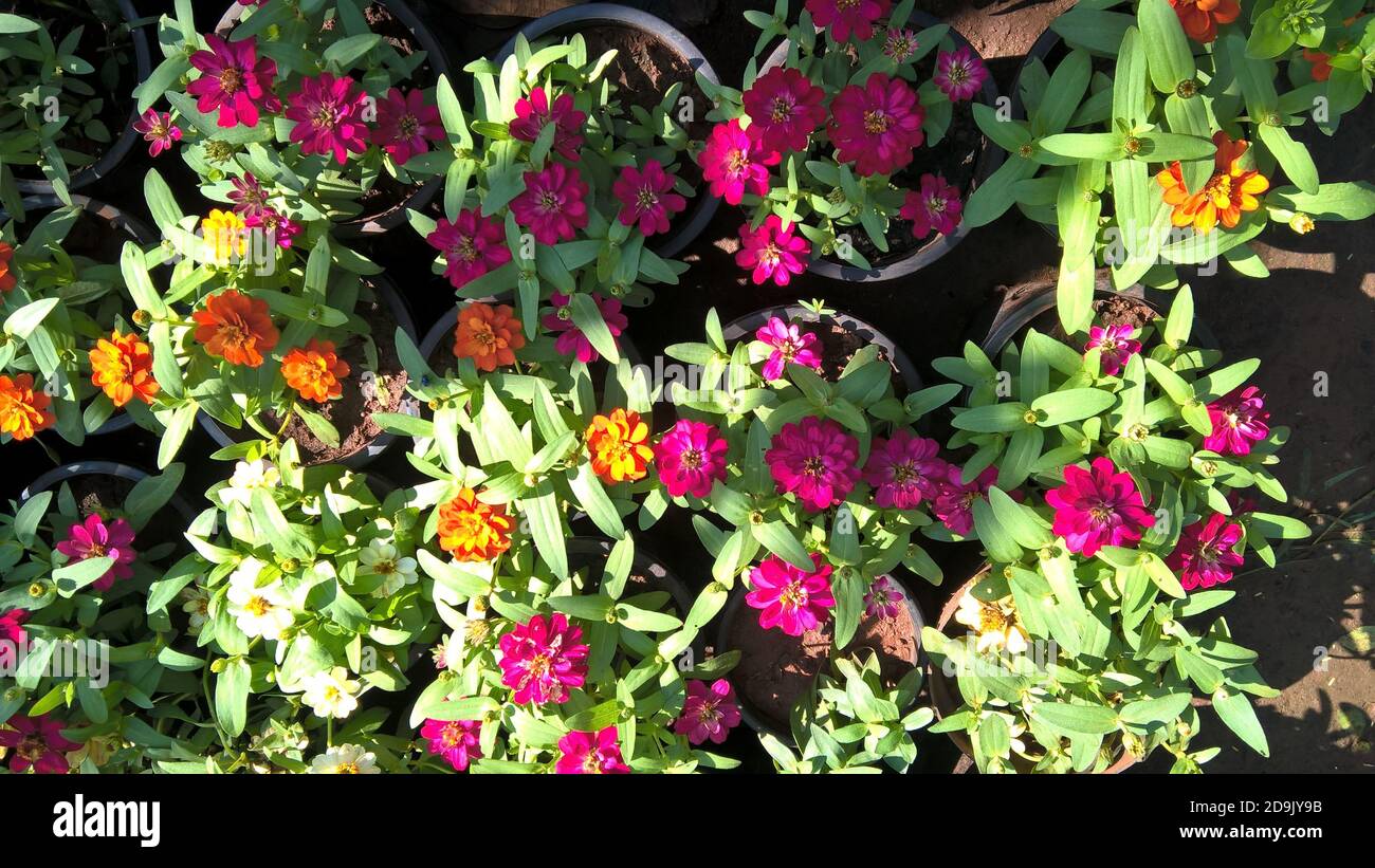 Scenic view of colorful flowers and plants for multipurpose use Stock ...