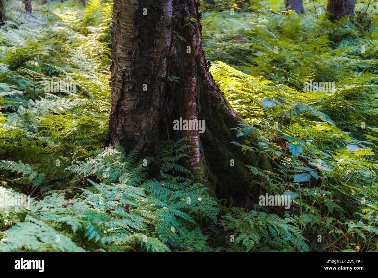 Ferns growing around tree in the forest, close up view Stock Photo - Alamy