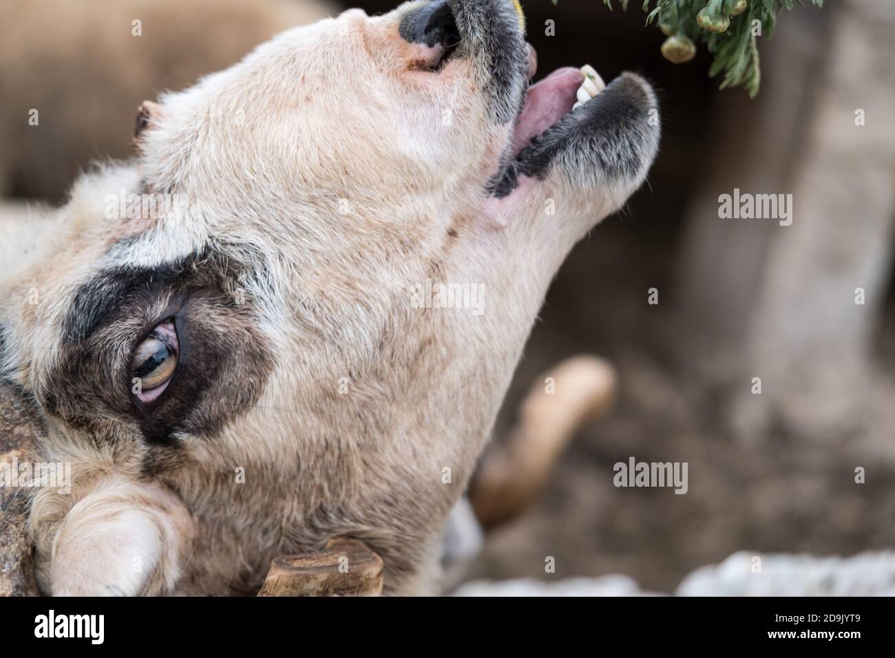 Ram mouth hi-res stock photography and images - Alamy