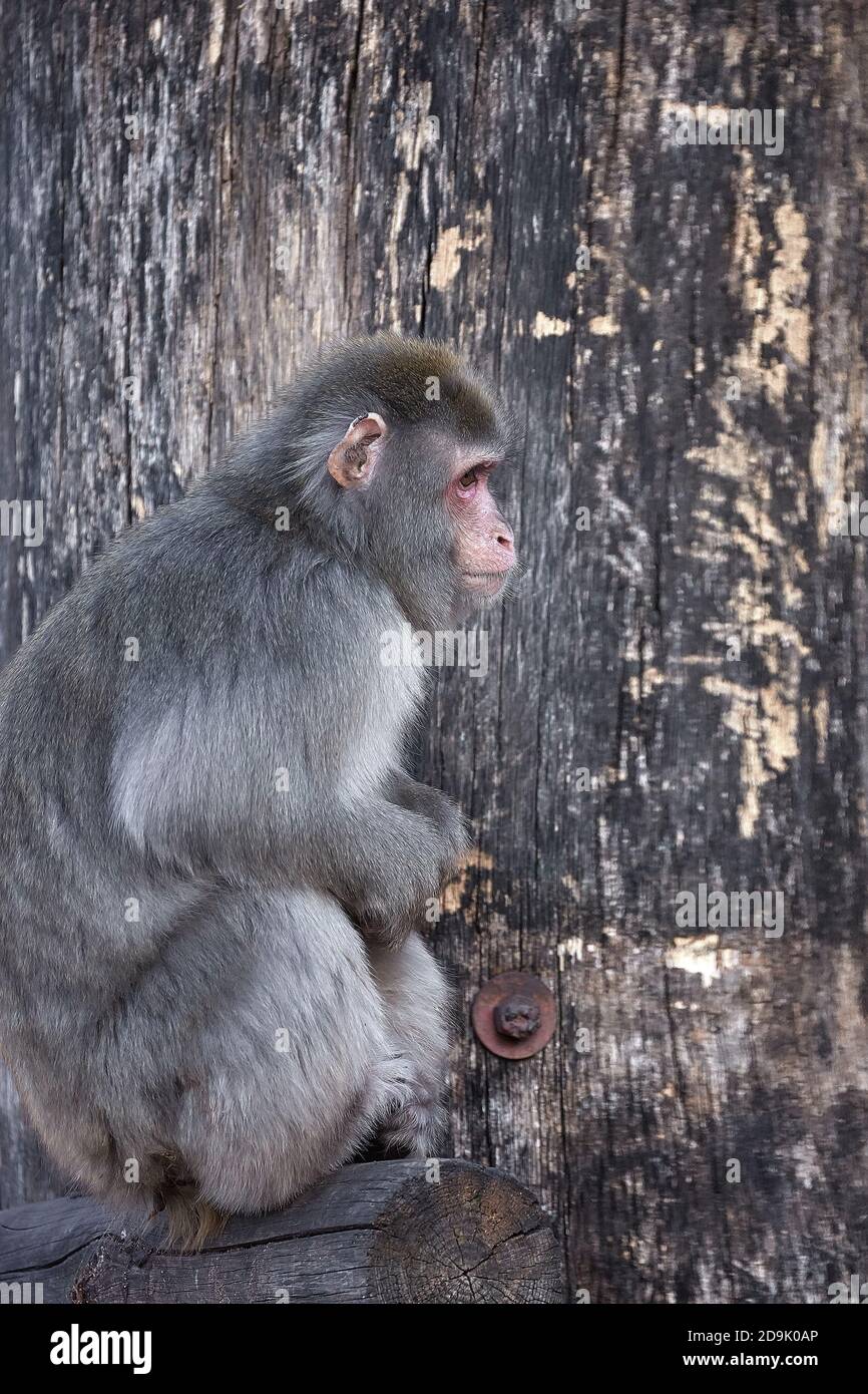 Japanese monkey portrait hi-res stock photography and images - Alamy