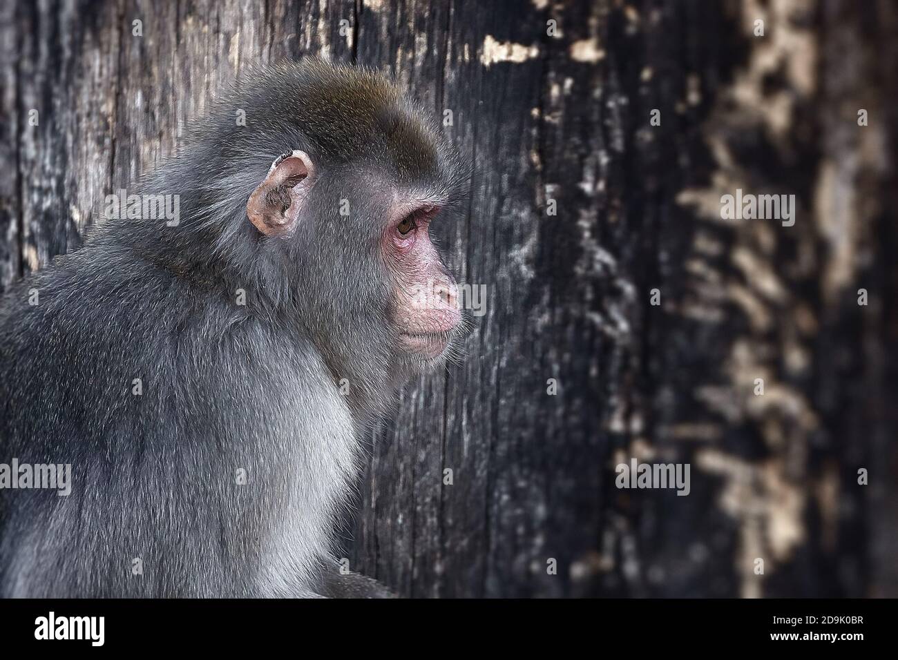 Japanese monkey, portrait of monkey Stock Photo - Alamy