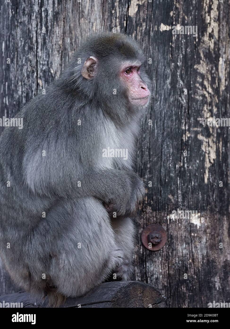 Japanese monkey, portrait of monkey Stock Photo - Alamy
