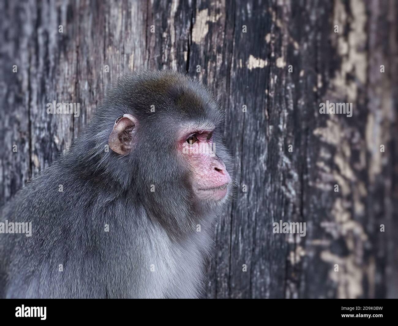 Japanese monkey, portrait of monkey Stock Photo - Alamy