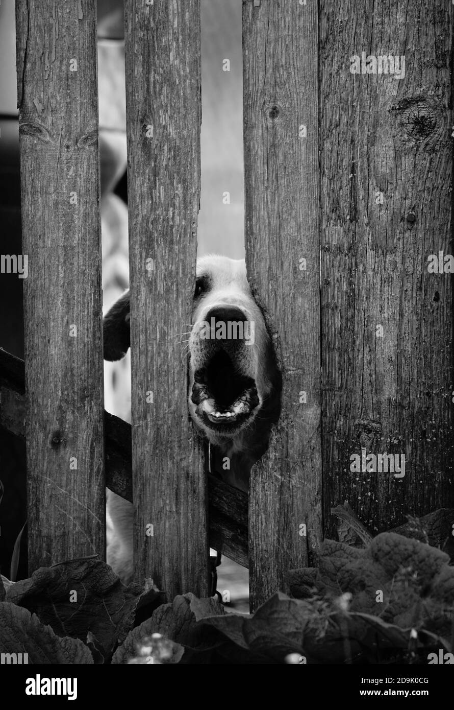 Photography of fence hi-res stock photography and images - Alamy