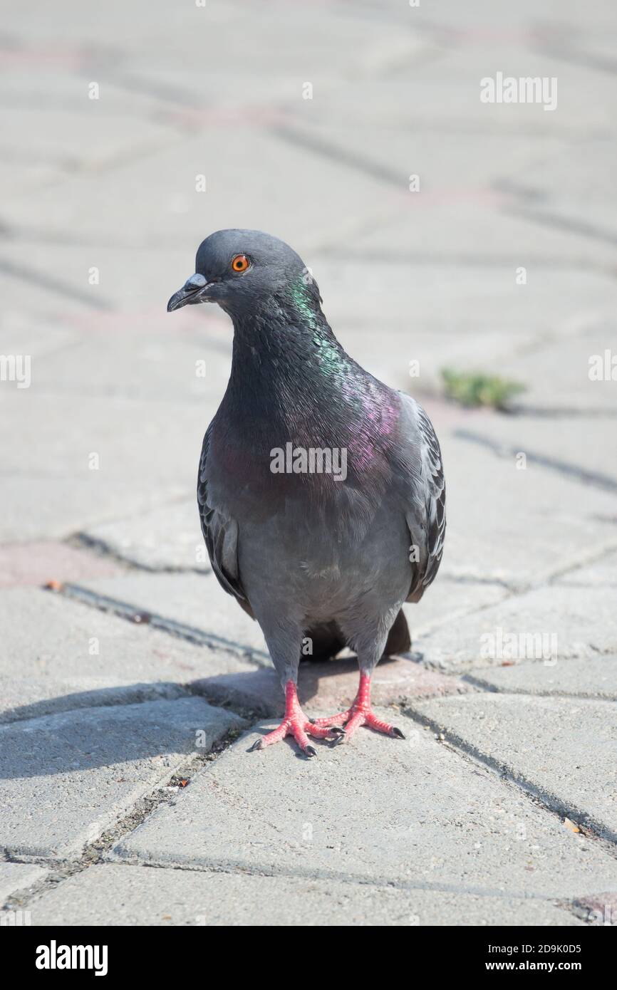 Male rock pigeon hi-res stock photography and images - Alamy