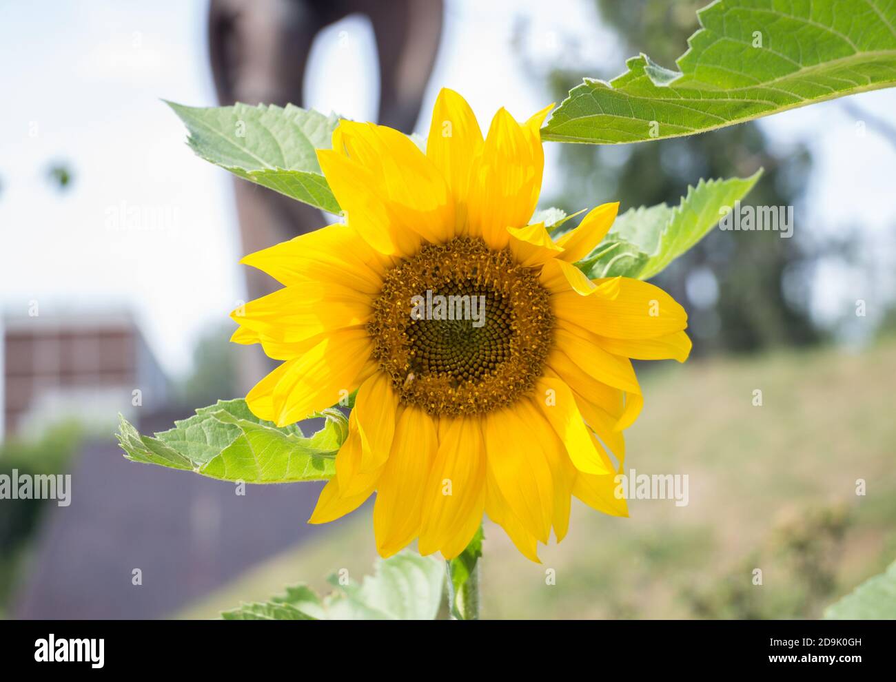 Sunflower in the urban environment Stock Photo - Alamy
