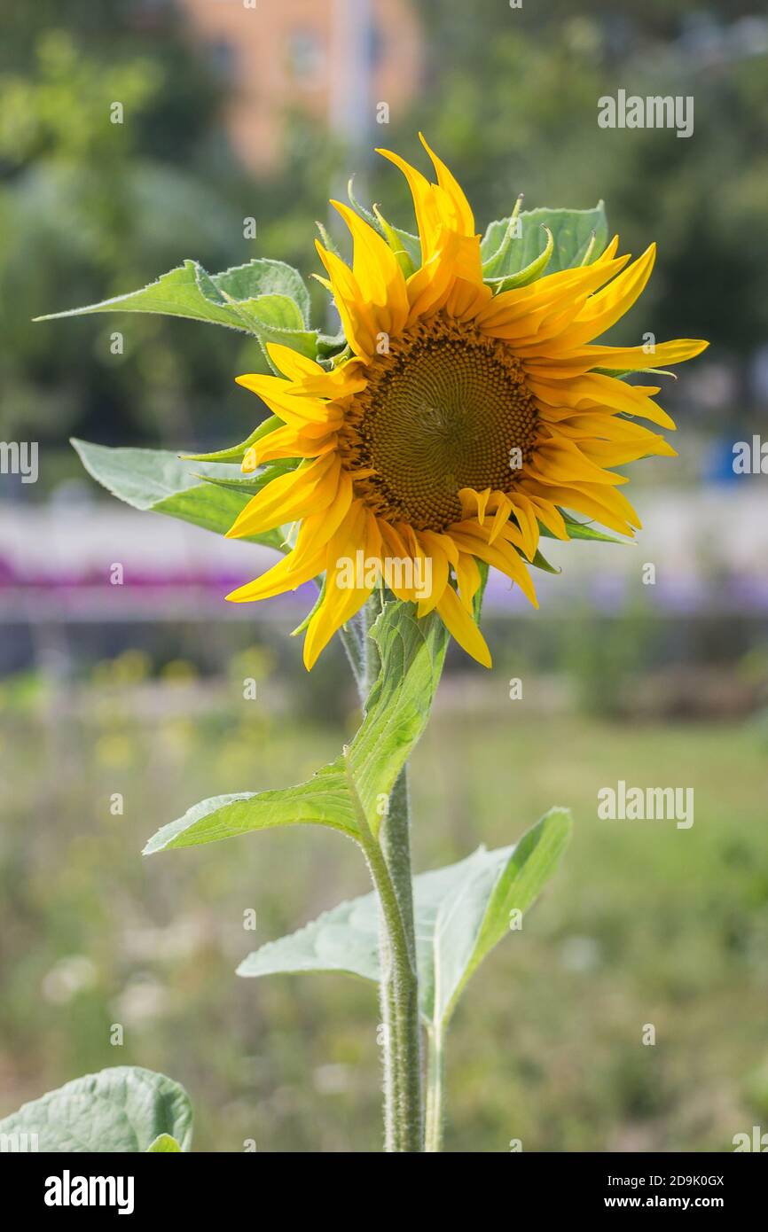 Sunflower structure hi-res stock photography and images - Alamy