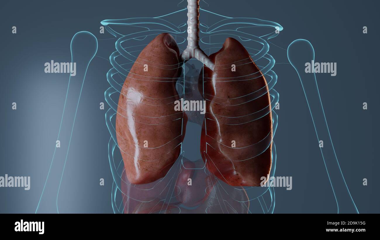 Internal organs anatomy on blue background, medically medicine biology ...