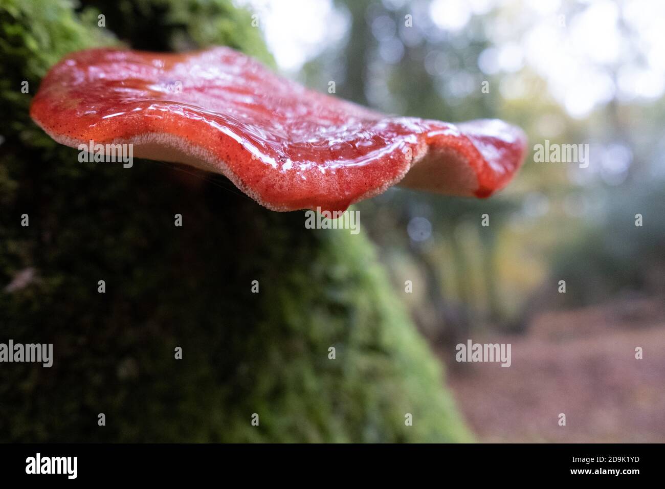 Beefsteak fungus (Fistulina hepatica) polypore clinging from an oak ...