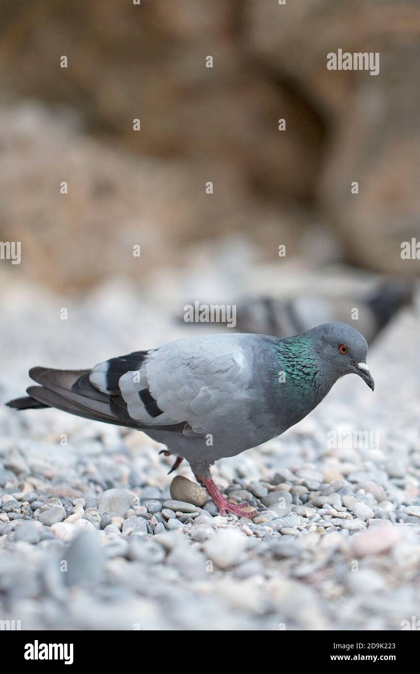 Rock/Feral Dove (Columba livia Stock Photo - Alamy