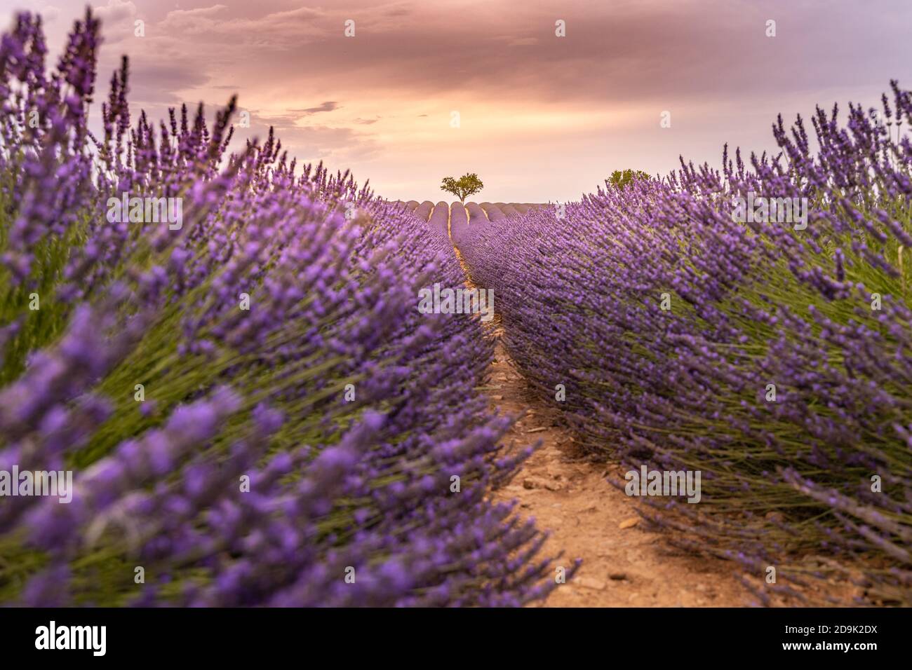 Sunset over a violet lavender field in Provence, France. Lavender ...