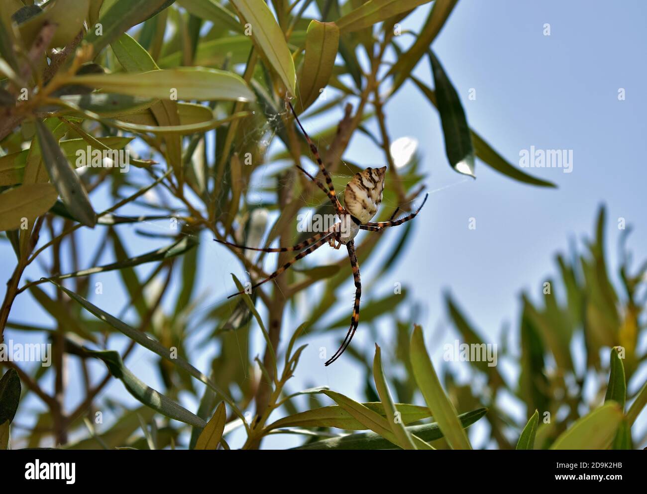 Selective focus shot of Lobed Argiope Spider on an olive tree branches ...