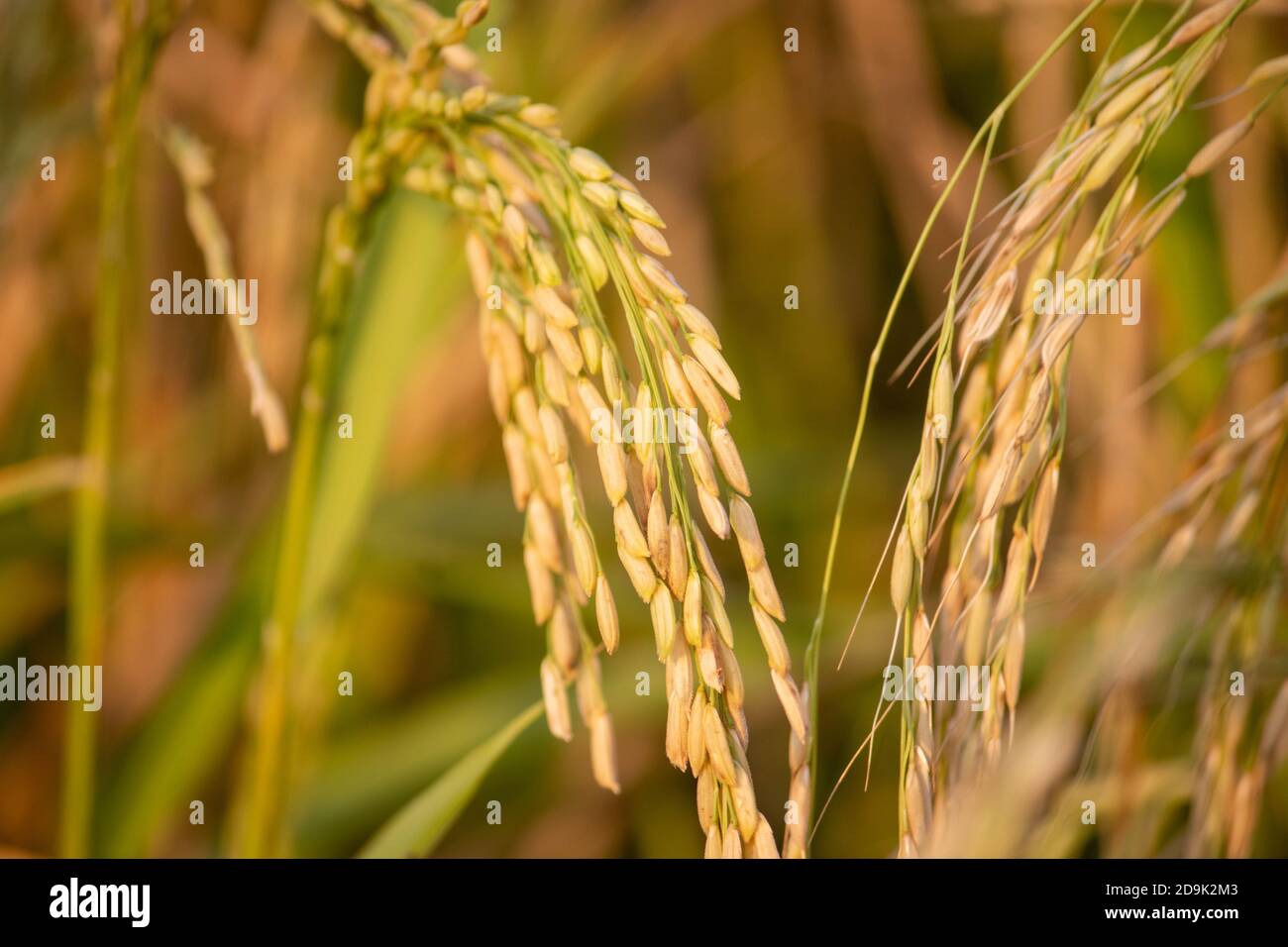 Paddy crop in India. India is one of the world's largest producers of ...
