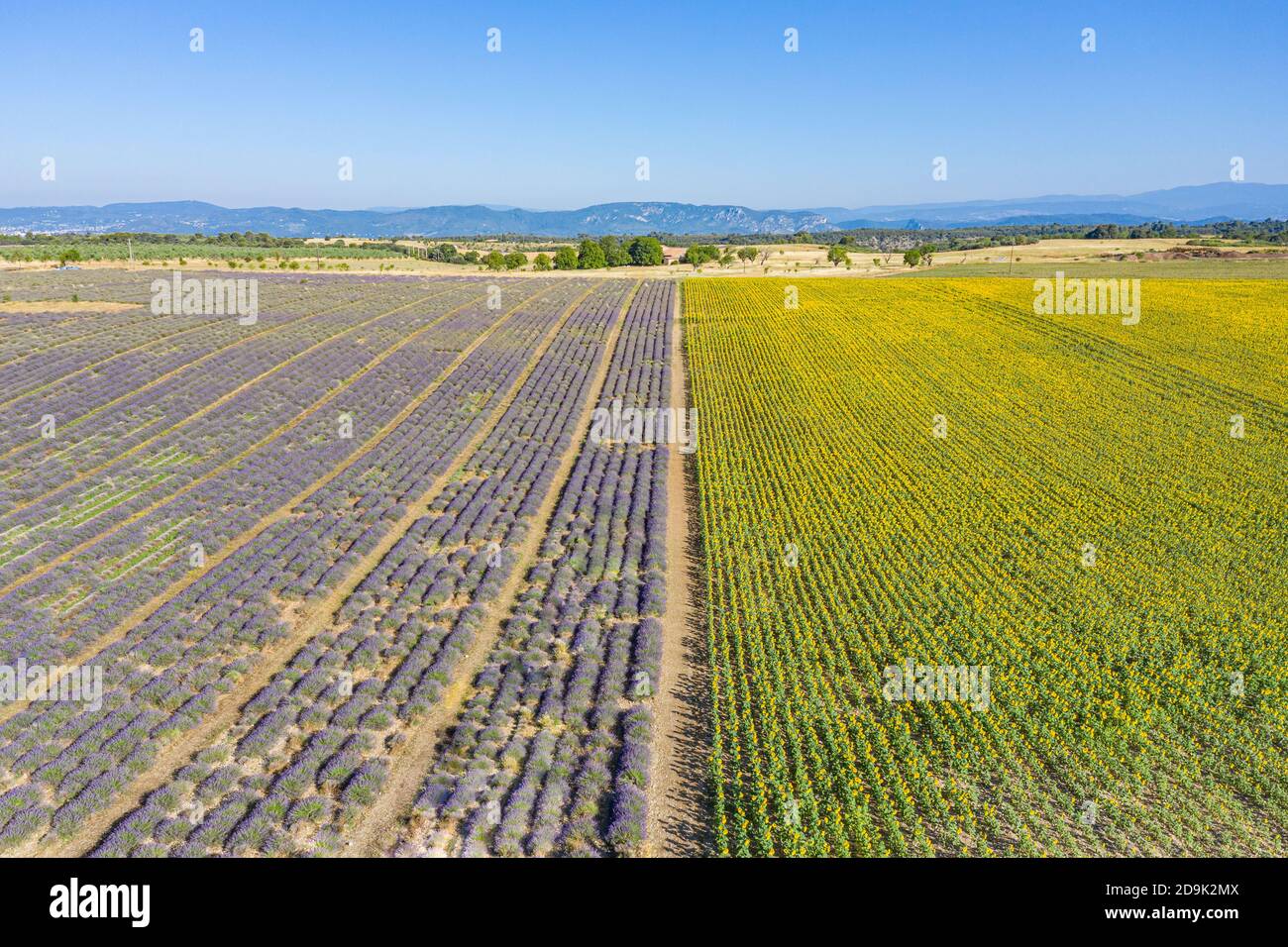Aerial view of lavender fields in valensole, france hi-res stock photography and images - Alamy