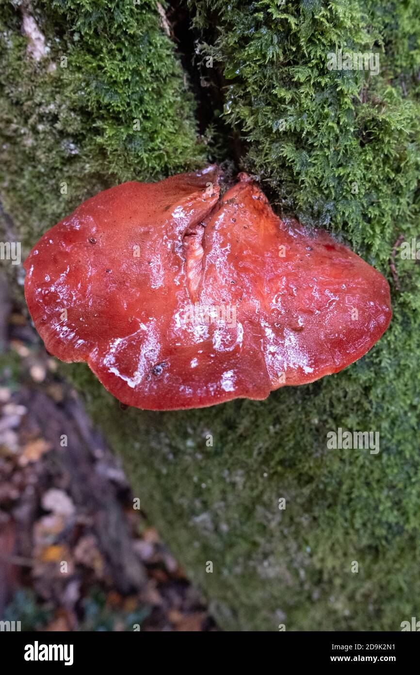Beefsteak fungus (Fistulina hepatica) polypore clinging from an oak ...