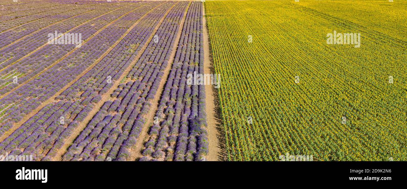 Aerial view of lavender fields in valensole, france hi-res stock ...