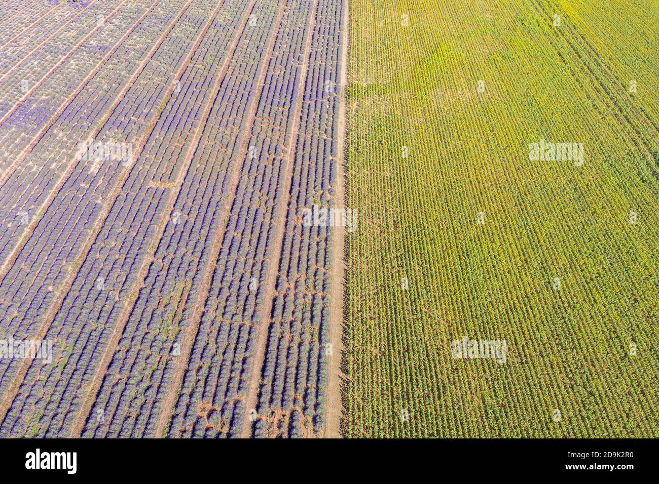 Aerial view of lavender fields in valensole, france hi-res stock ...