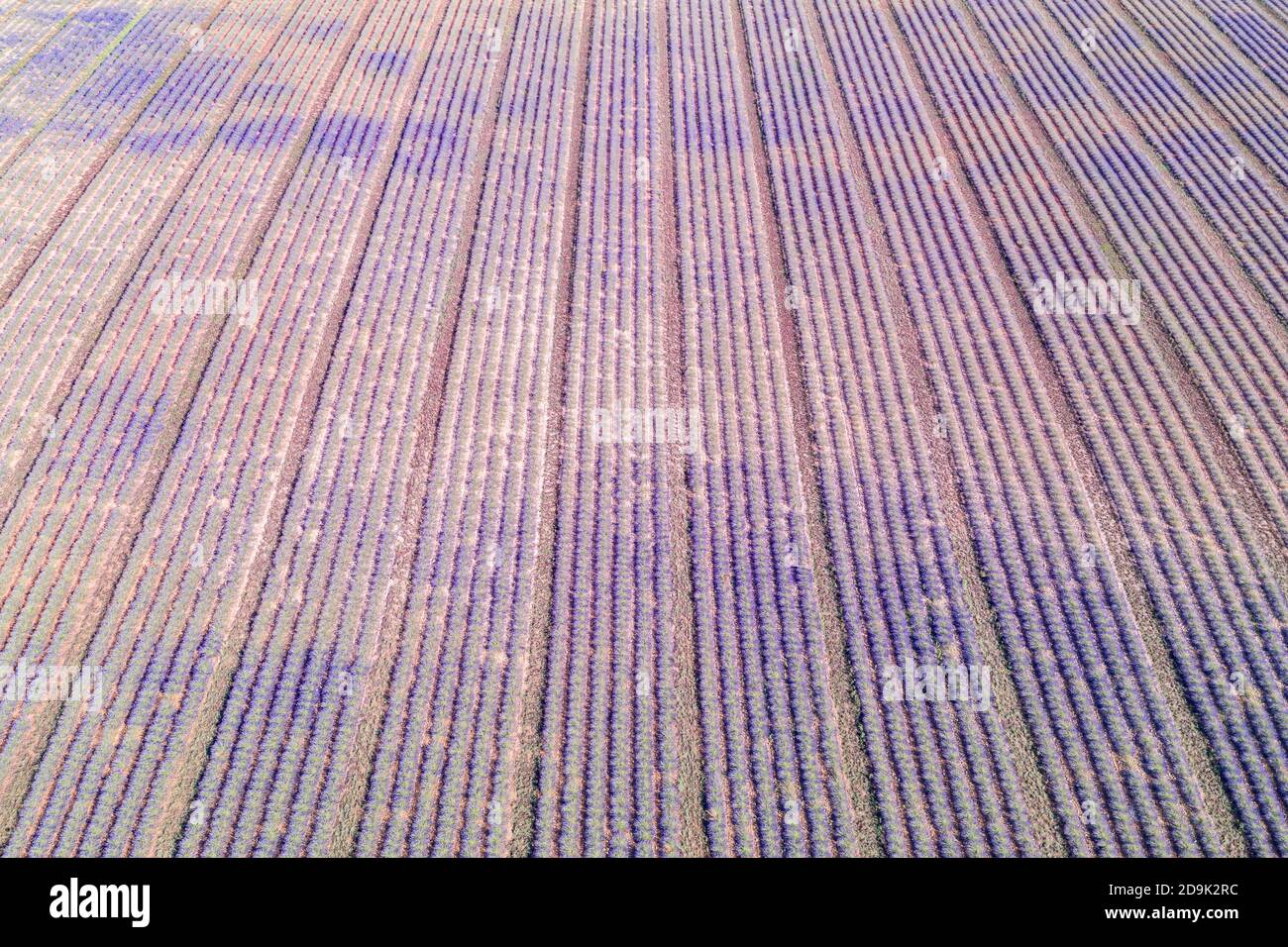 Aerial view of lavender fields in valensole, france hi-res stock ...