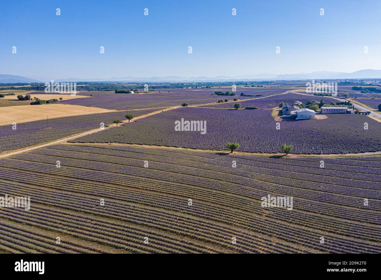 Aerial view of lavender fields in valensole, france hi-res stock photography and images - Alamy