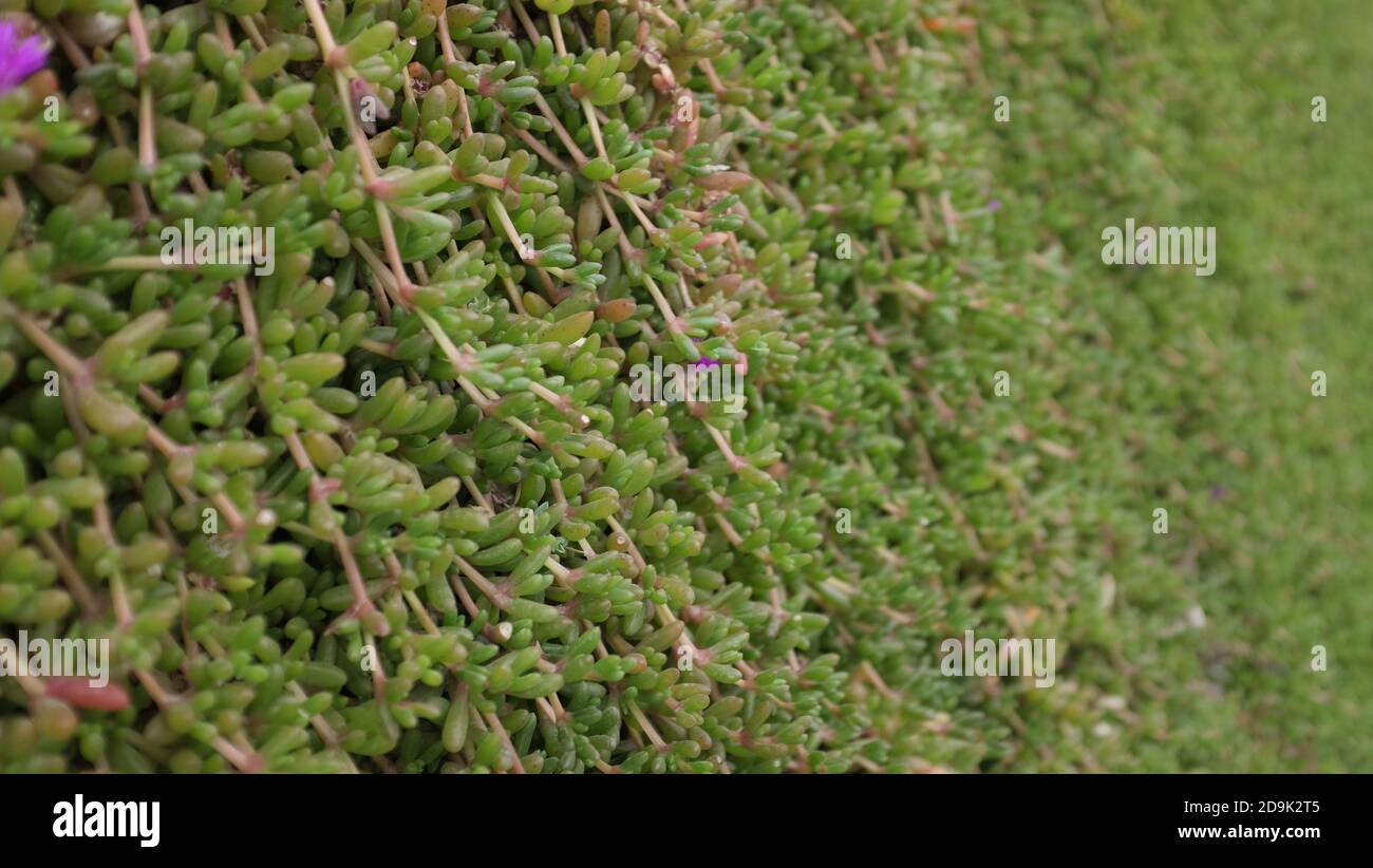LIZARD, UNITED KINGDOM - Jul 21, 2016: Vibrant green border weed or ...