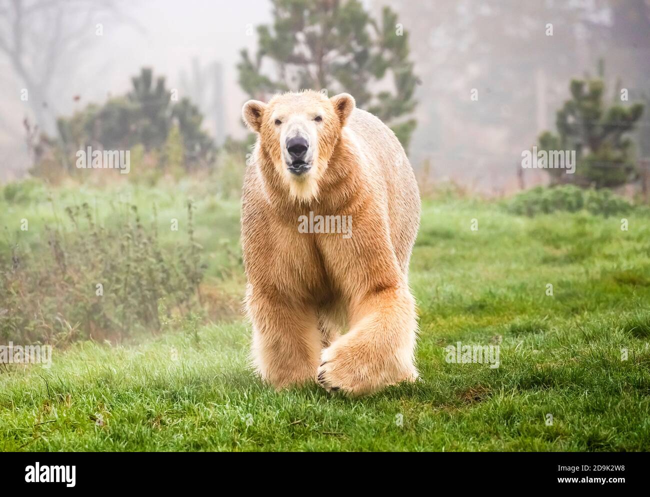Hamish the polar bear tries out his new enclosure at the Yorkshire ...