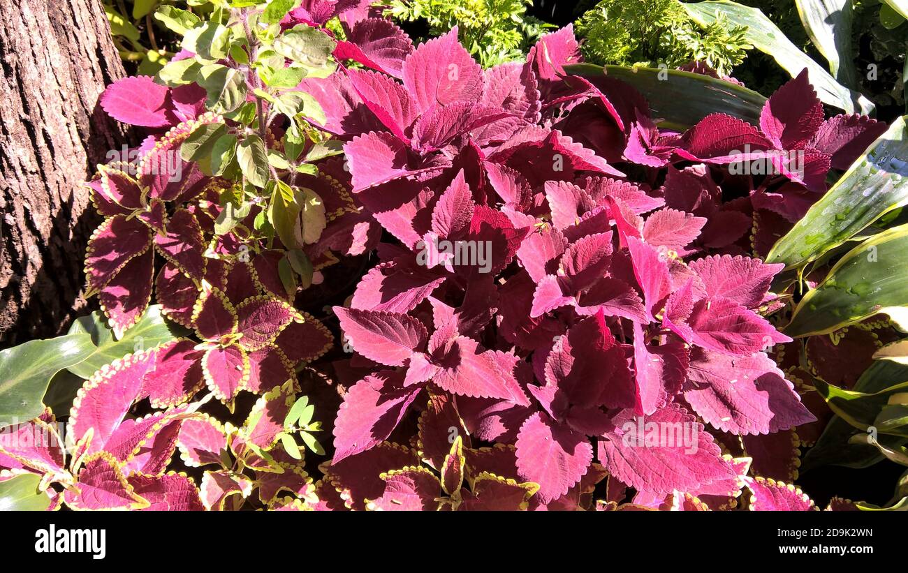 Australian coleus hi-res stock photography and images - Alamy