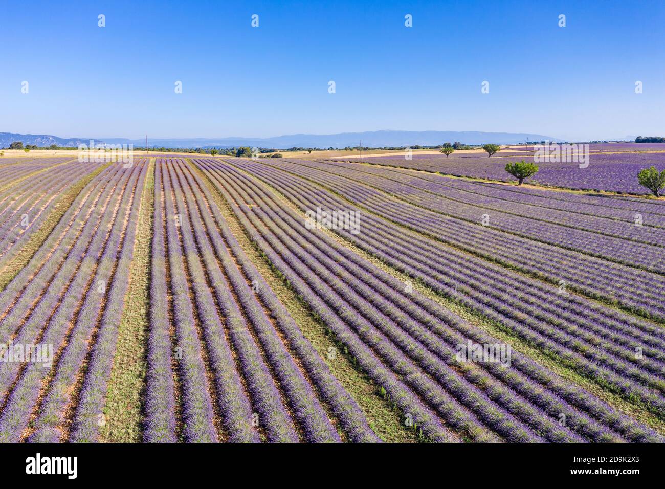 Aerial view of lavender fields in valensole, france hi-res stock photography and images - Alamy