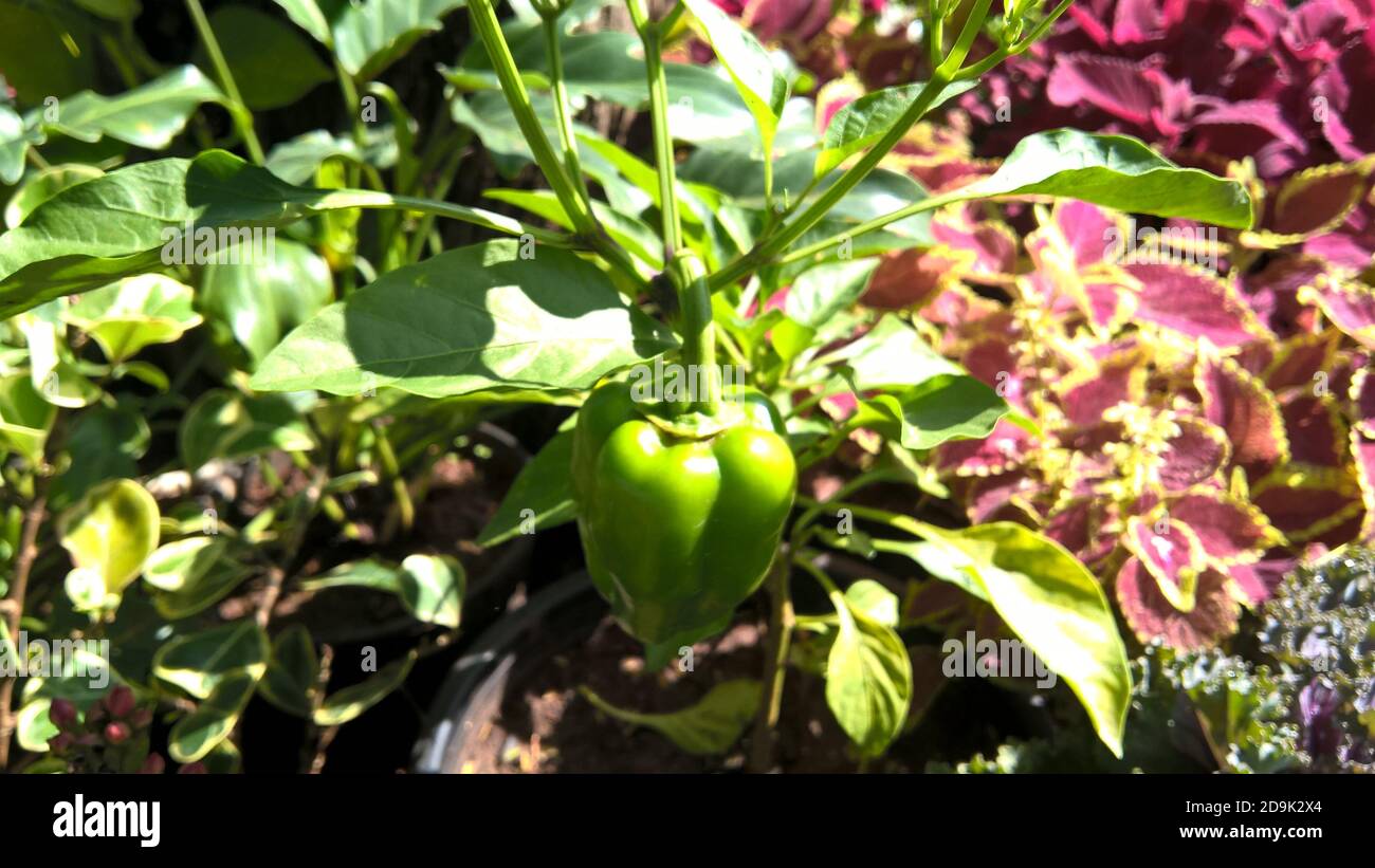 scenic view of green Capsicum vegetable plant Stock Photo - Alamy