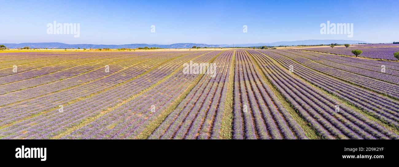 Aerial view of lavender fields in valensole, france hi-res stock ...