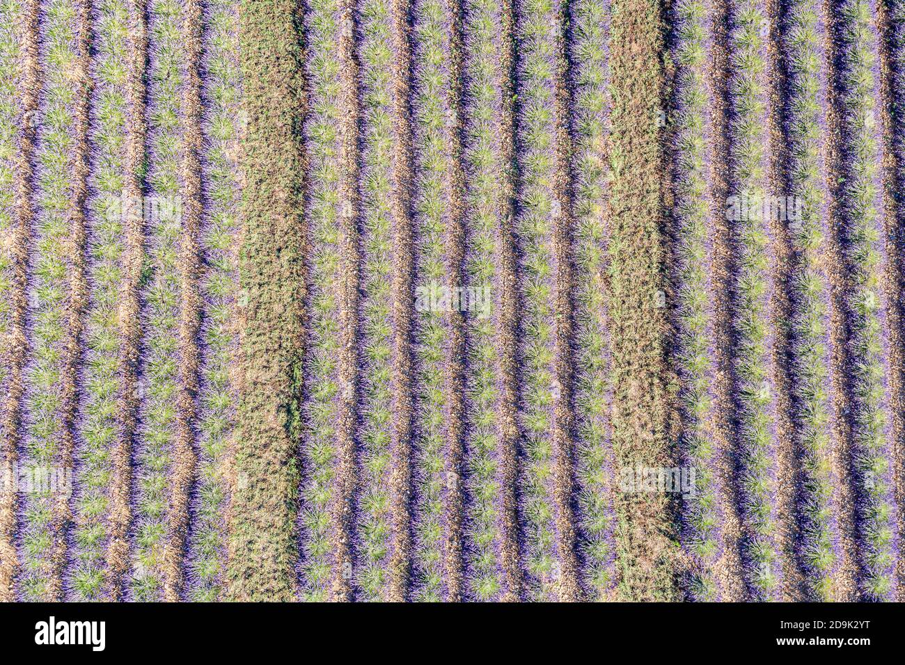 Aerial view of lavender fields in valensole, france hi-res stock ...