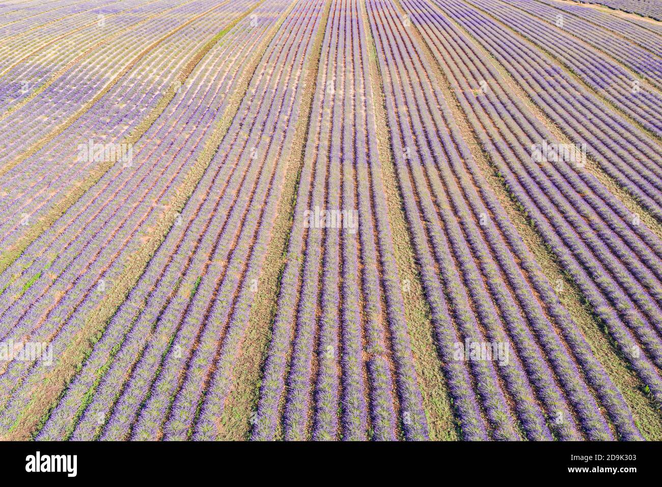 Aerial view of lavender fields in valensole, france hi-res stock photography and images - Alamy