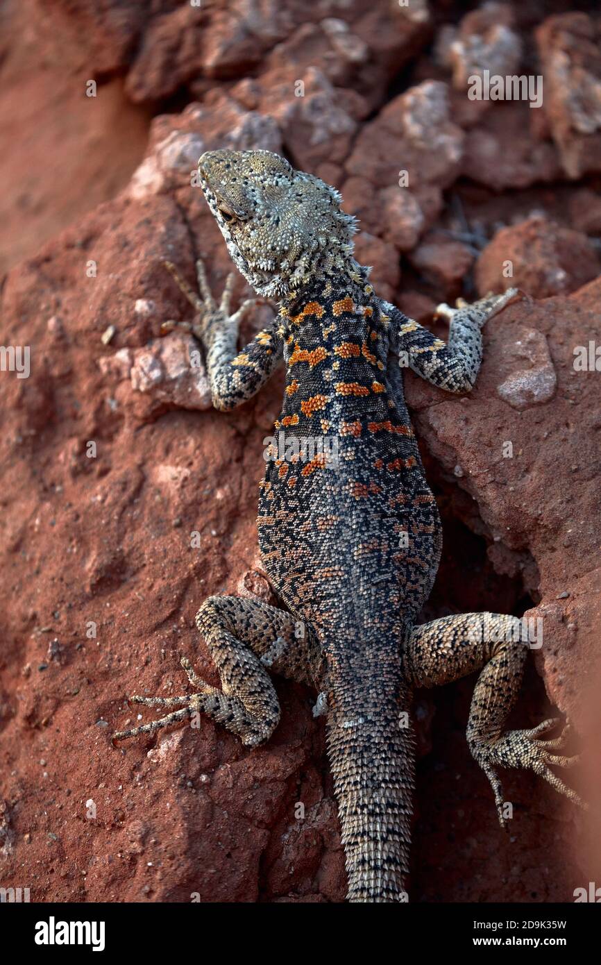 Lizard among the red rocks. Agama of Stoliczka (lat. Laudakia ...