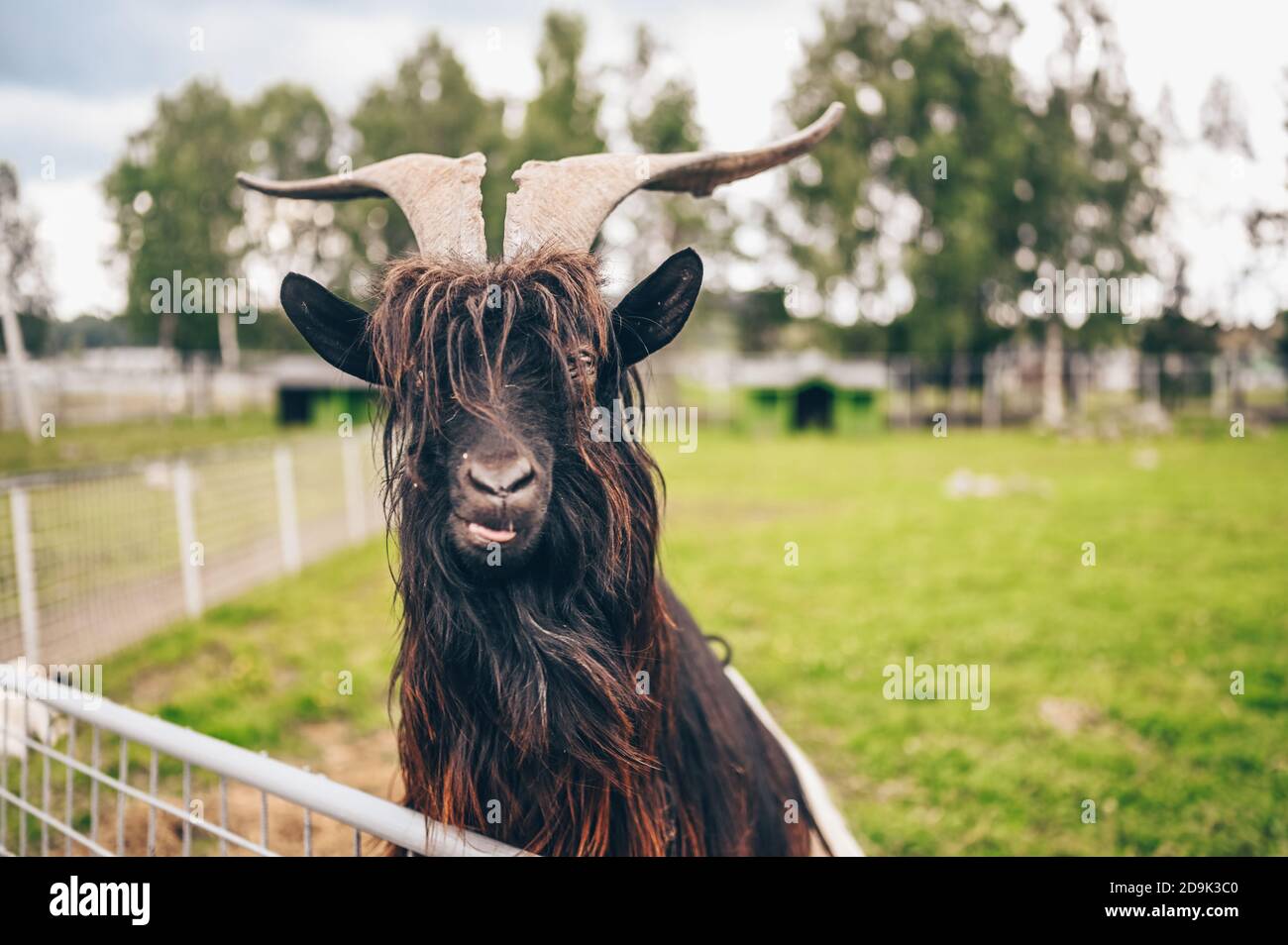 Funny close up photo of Black hairy goat in zoo. The Valais Blackneck ...