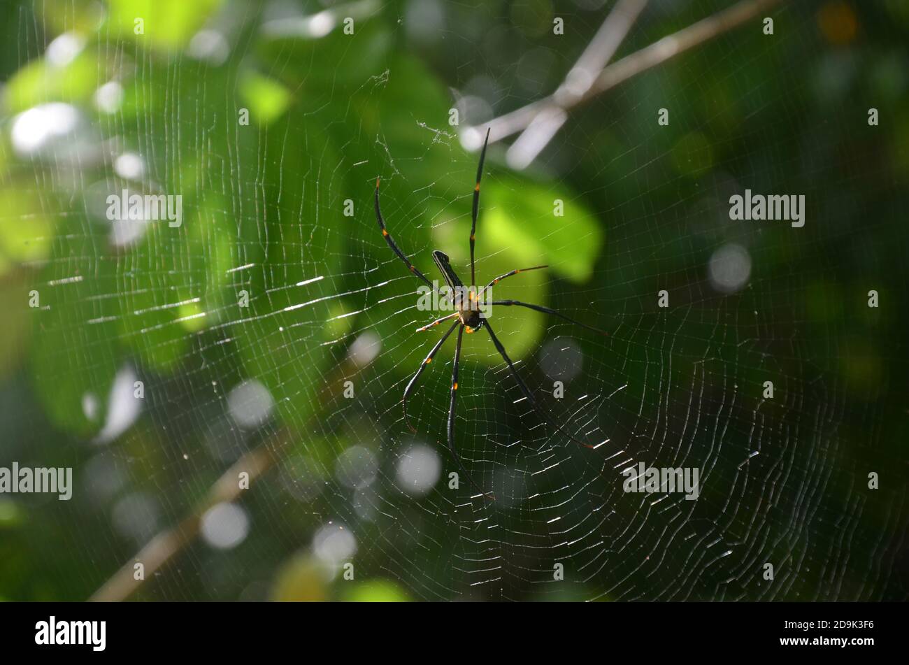 Closeup of a creepy spider with long sharp legs on the spider web Stock ...