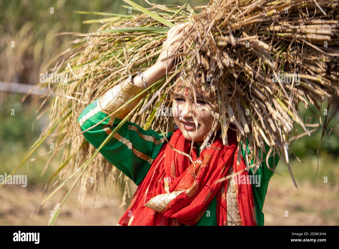 Indian Girl carrying paddy crop on head. Rice production in India is an ...
