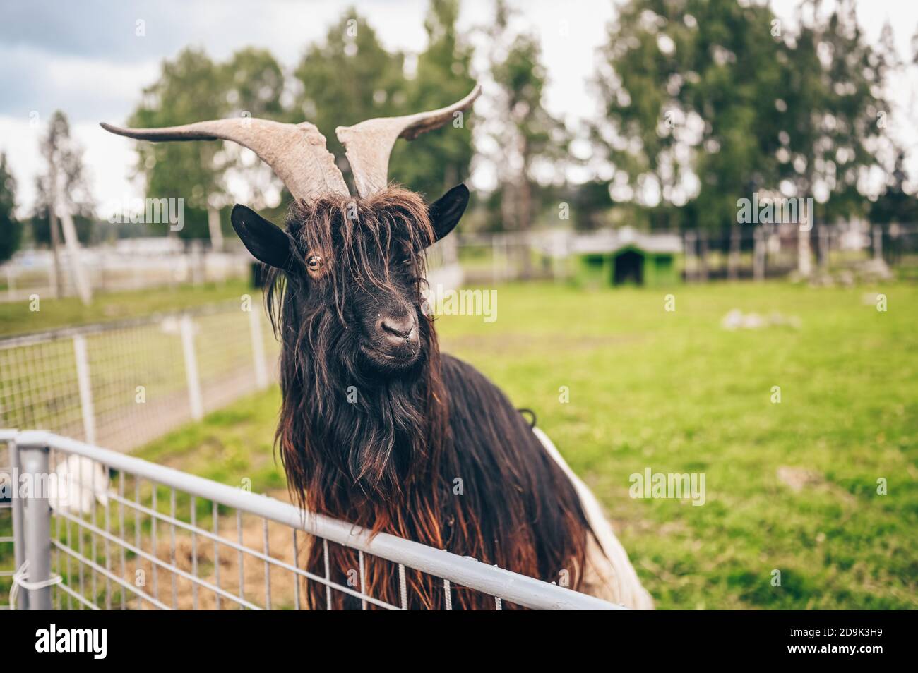 Funny close up photo of Black hairy goat in zoo. The Valais Blackneck ...