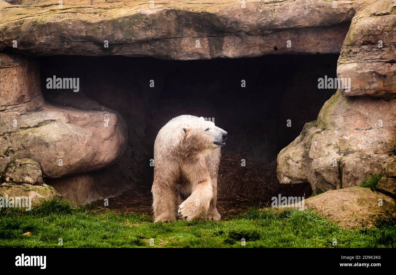 Hamish the polar bear tries out his new enclosure at the Yorkshire ...