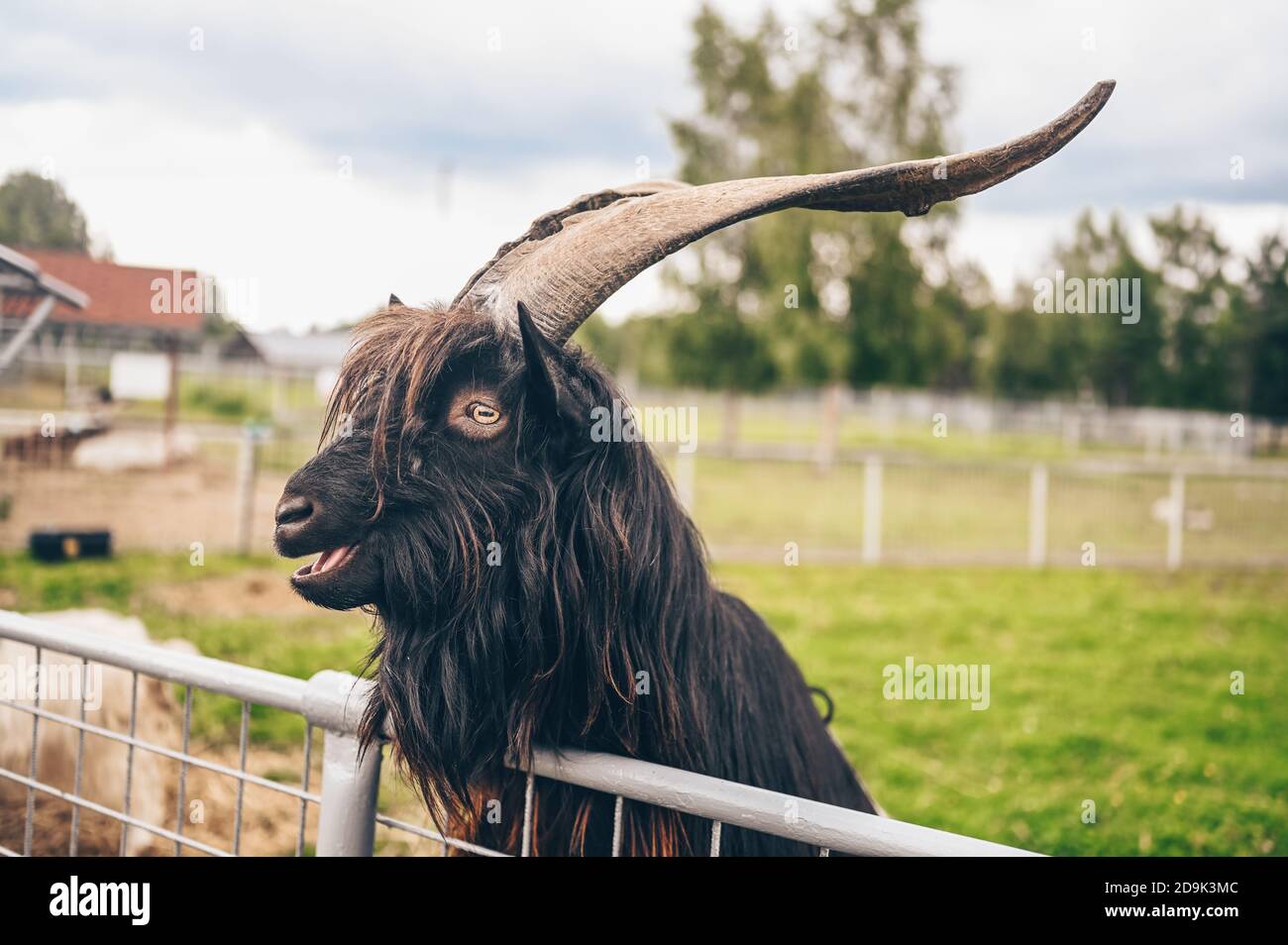 Funny close up photo of Black hairy goat in zoo. The Valais Blackneck ...