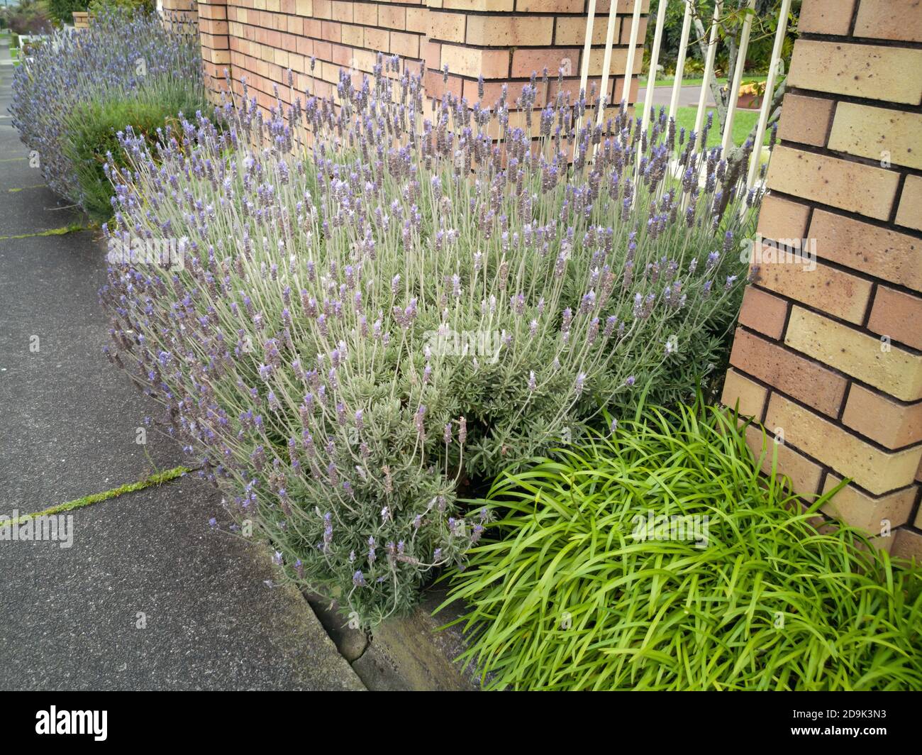 High angle shot of a beautiful bush growing near the pathway Stock ...