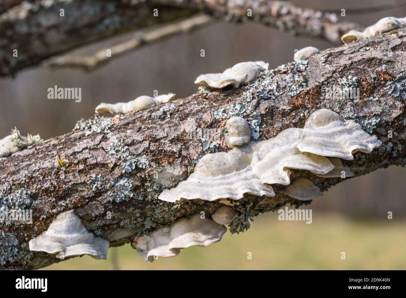 Tree branch with white fungus Stock Photo - Alamy